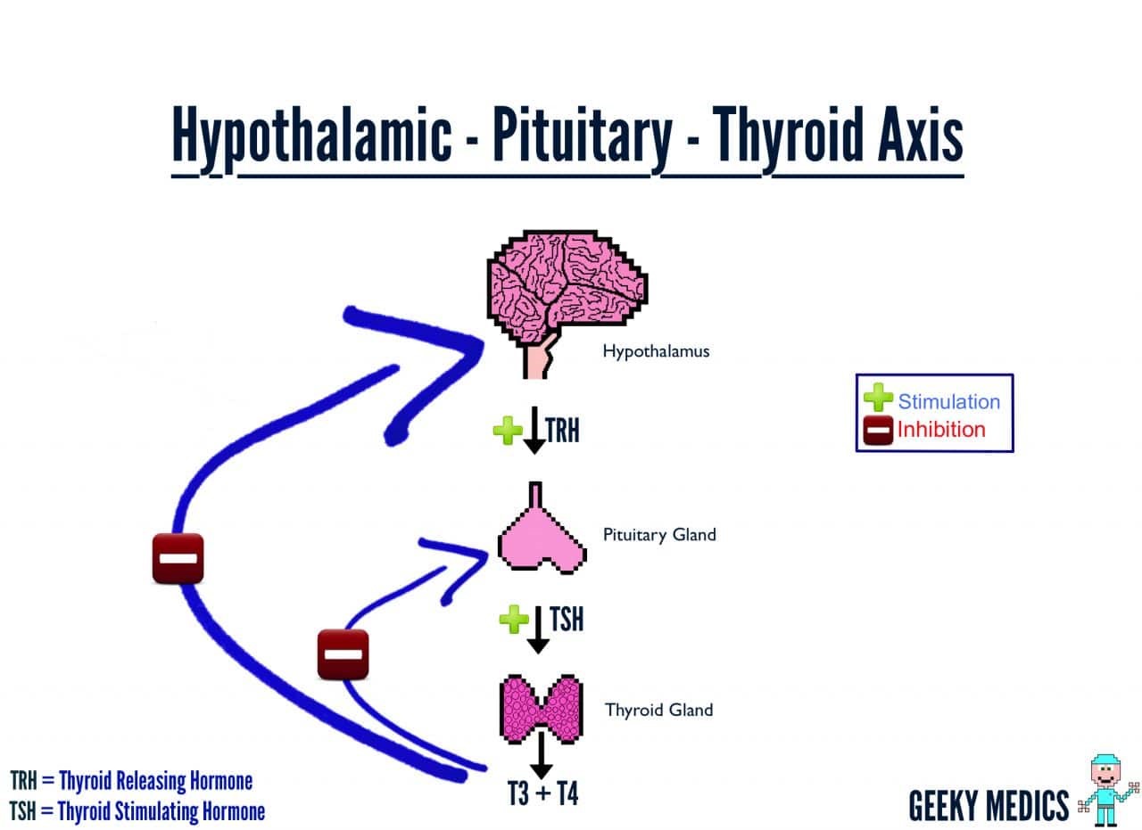 The Importance Of The Thyroid Gland - Health Insight