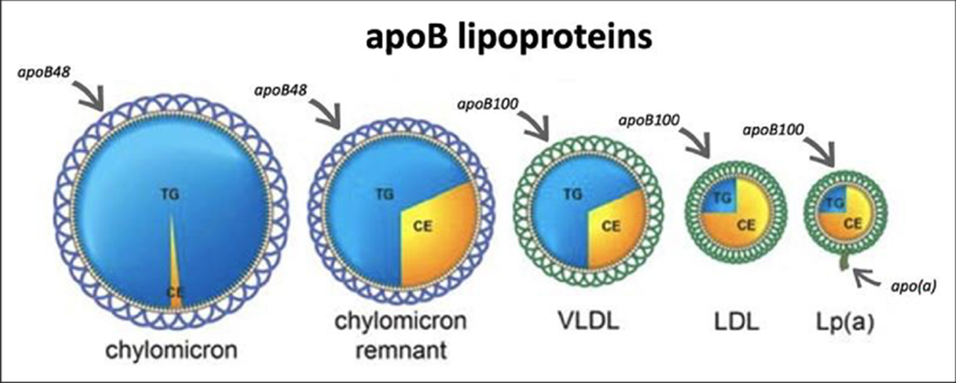 Lipoprotein A - Lp(a) - Health Insight